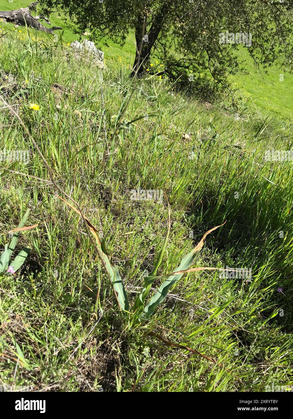 wavy-leafed soap plant (Chlorogalum pomeridianum) Plantae Stock Photo ...