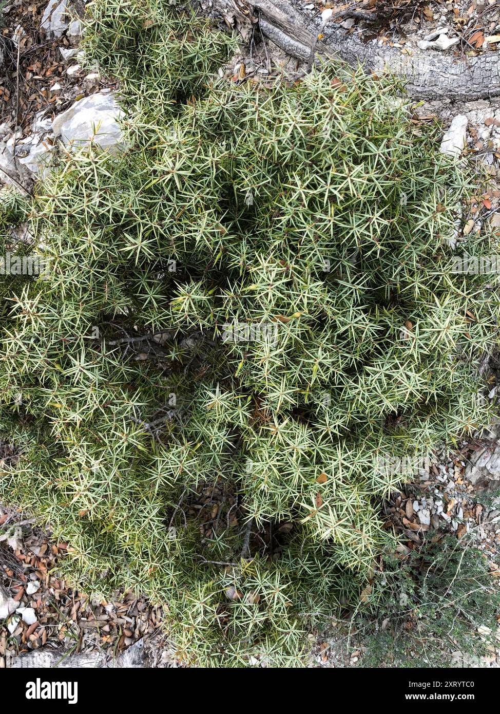 western prickly juniper (Juniperus oxycedrus) Plantae Stock Photo - Alamy