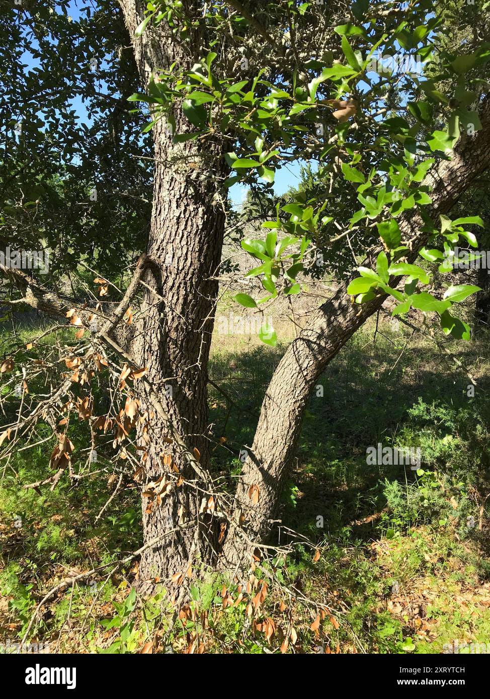 Texas live oak (Quercus fusiformis) Plantae Stock Photo - Alamy