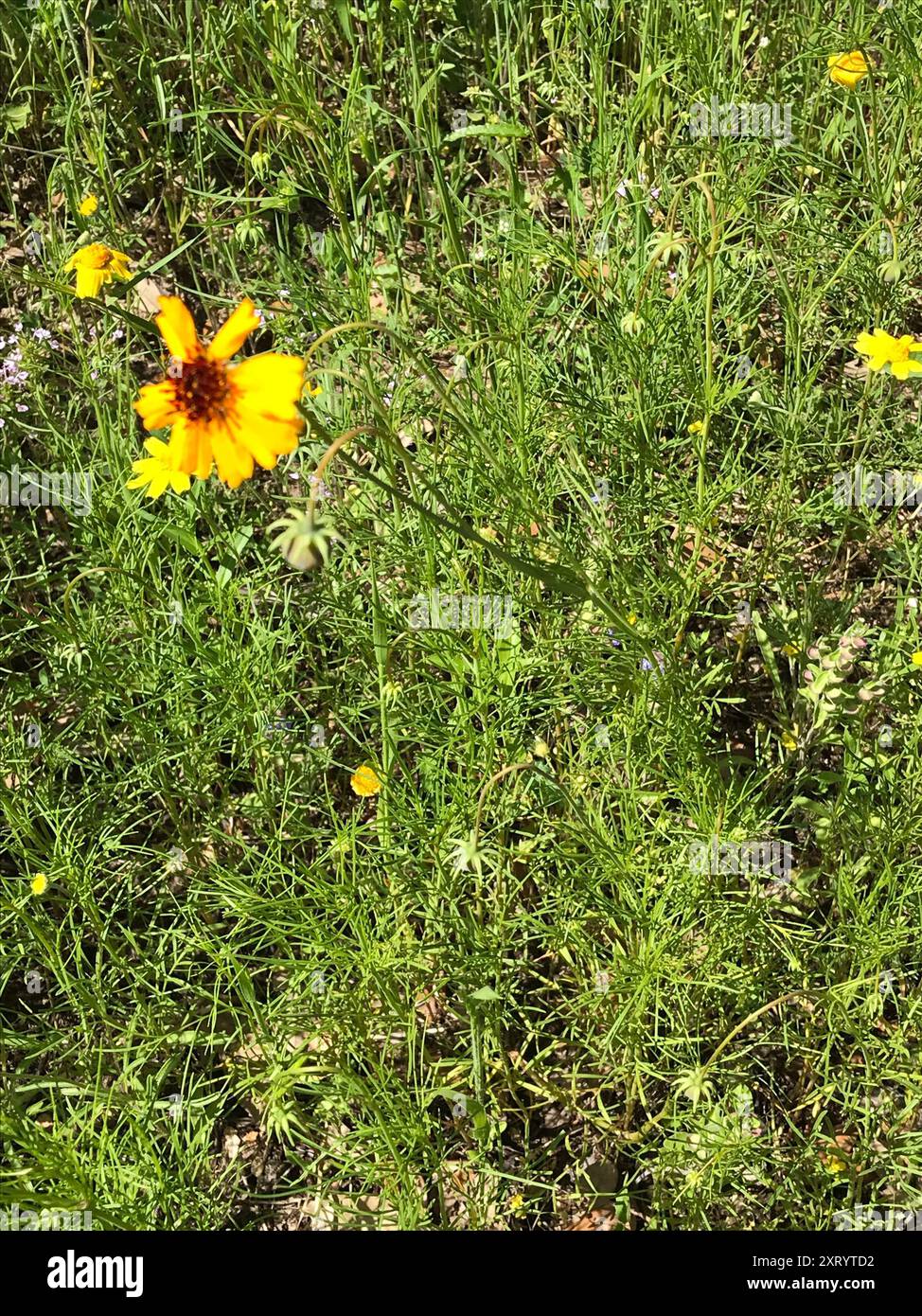 stiff greenthread (Thelesperma filifolium) Plantae Stock Photo - Alamy