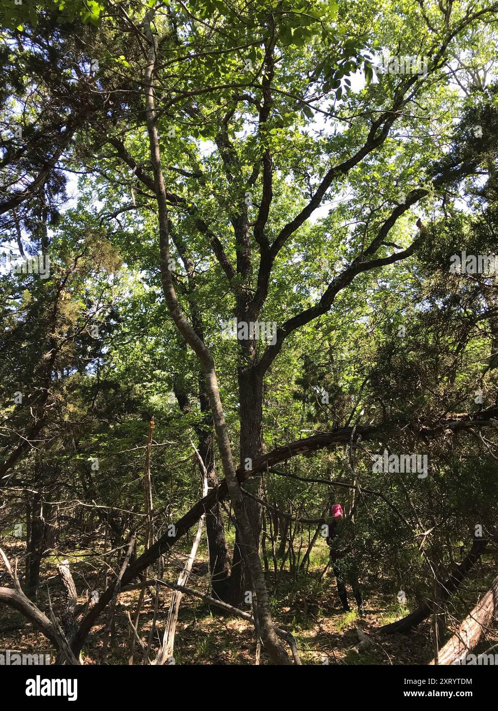 post oak (Quercus stellata) Plantae Stock Photo - Alamy