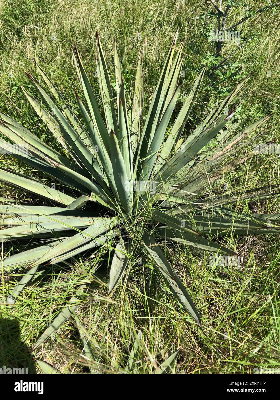 Spanish dagger (Yucca treculiana) Plantae Stock Photo - Alamy