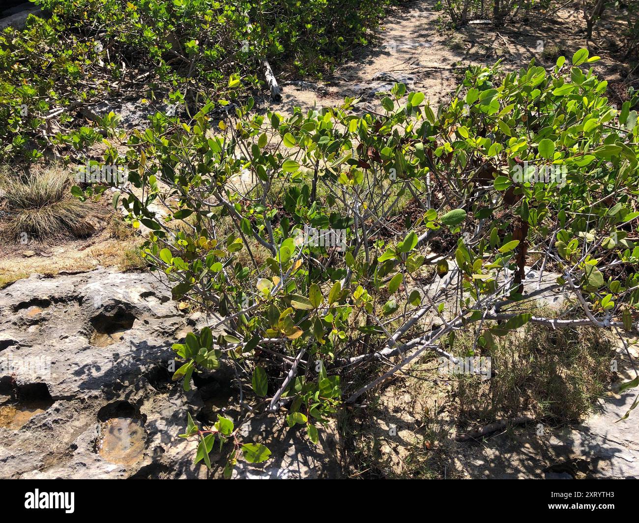 Green Buttonwood (Conocarpus erectus) Plantae Stock Photo - Alamy