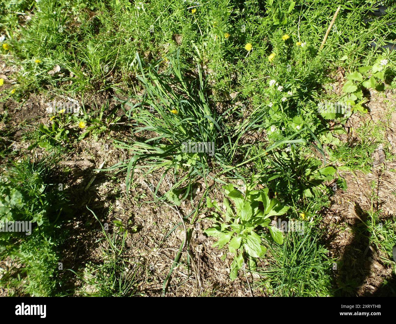 plants (Plantae) Plantae Stock Photo - Alamy