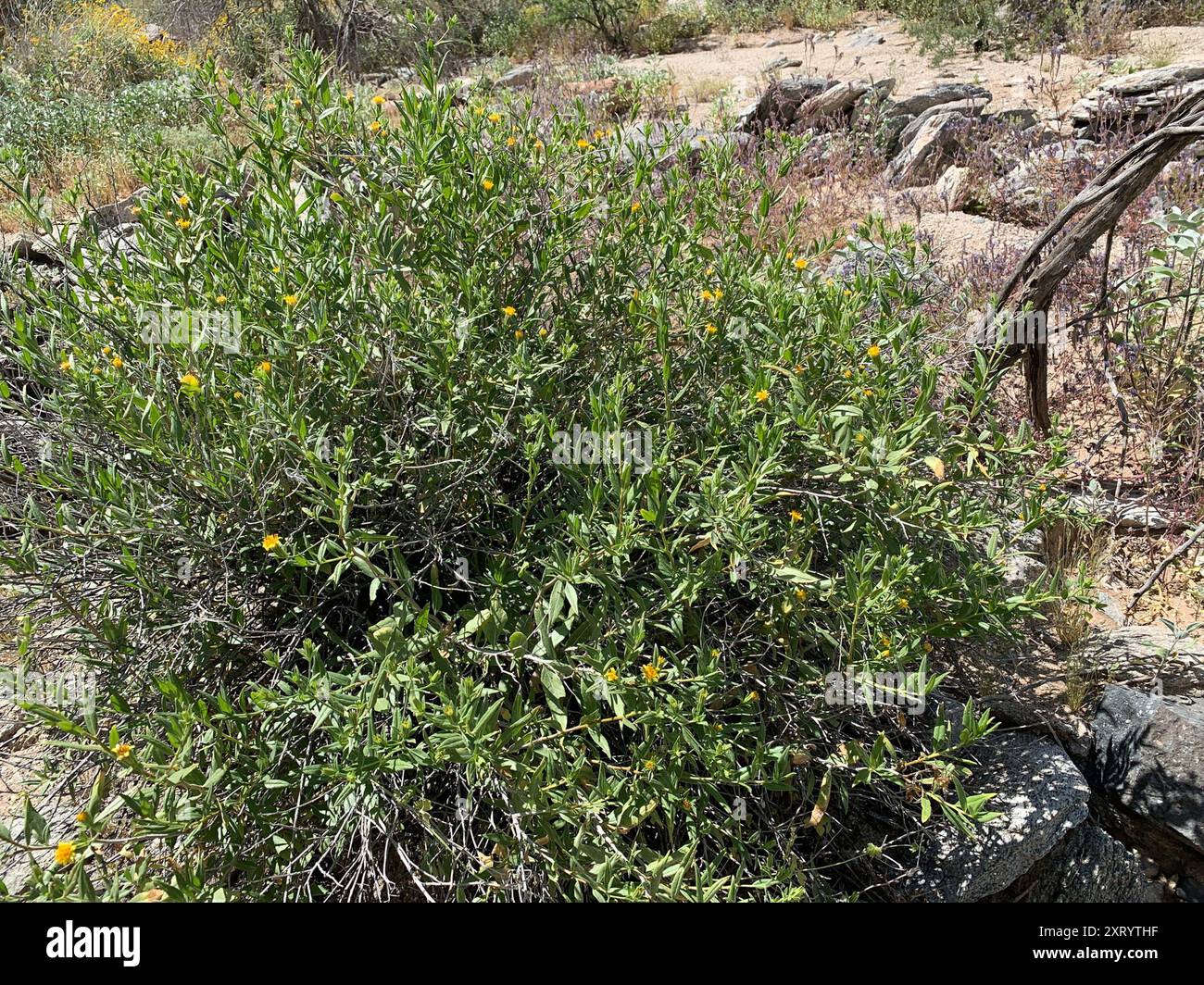 American threefold (Trixis californica) Plantae Stock Photo - Alamy