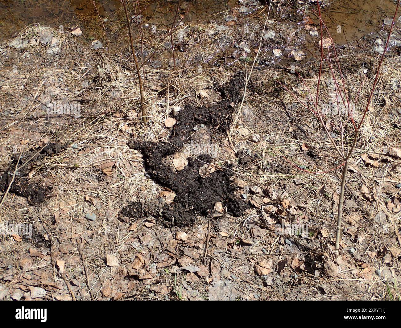 Star-nosed Mole (Condylura cristata) Mammalia Stock Photo - Alamy