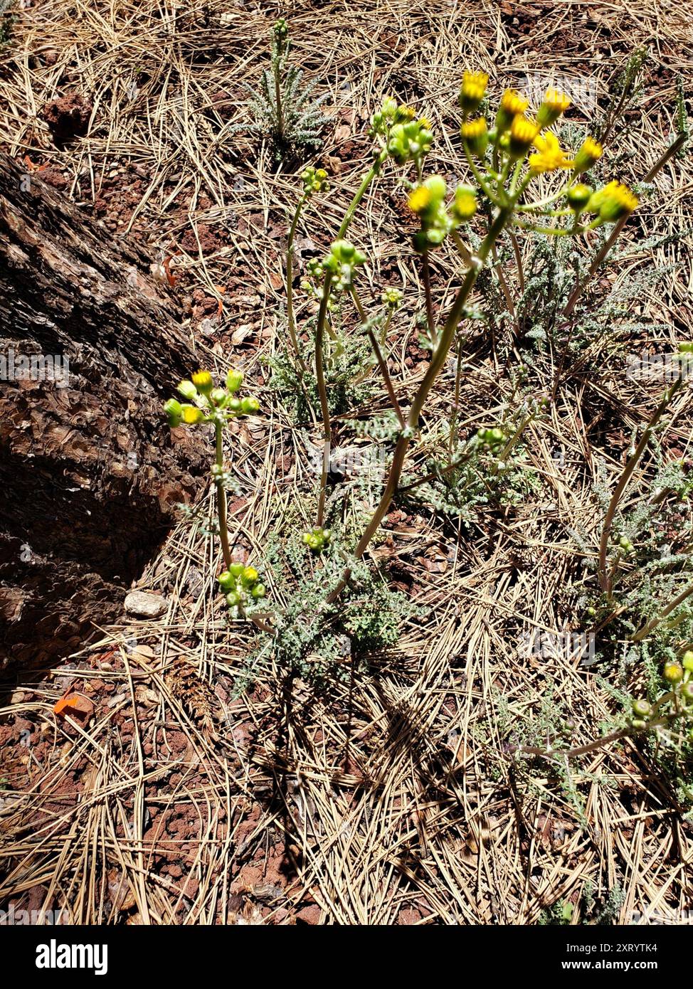 Lobeleaf Groundsel (Packera multilobata) Plantae Stock Photo - Alamy