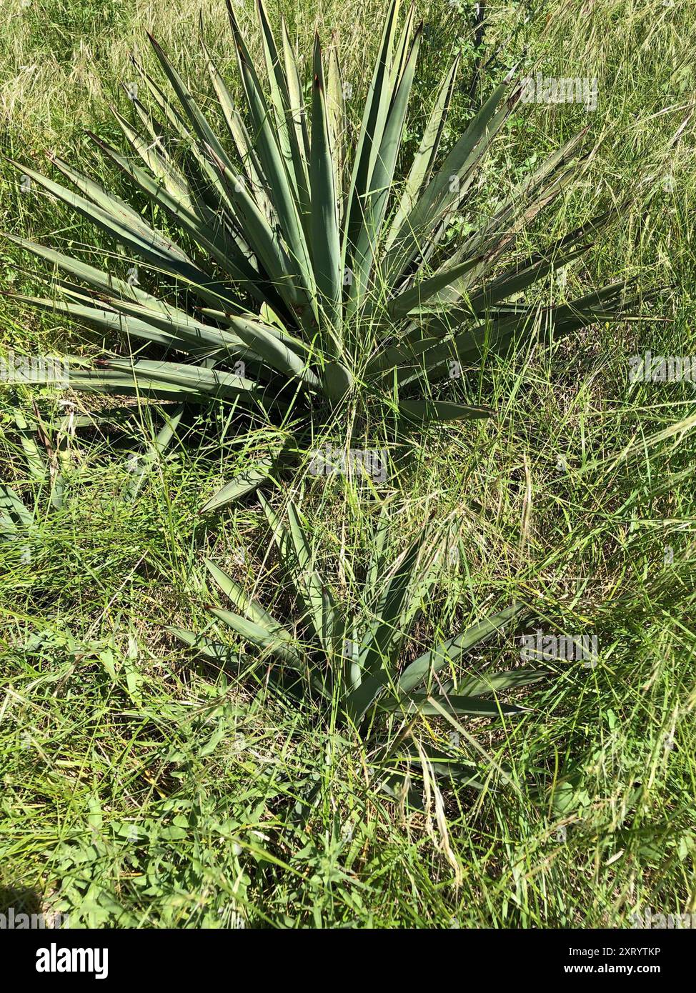 Spanish dagger (Yucca treculiana) Plantae Stock Photo - Alamy