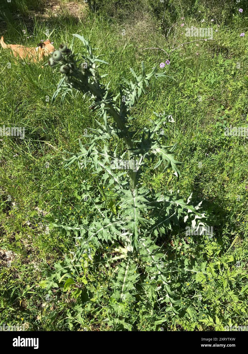 Texas Thistle (Cirsium texanum) Plantae Stock Photo - Alamy