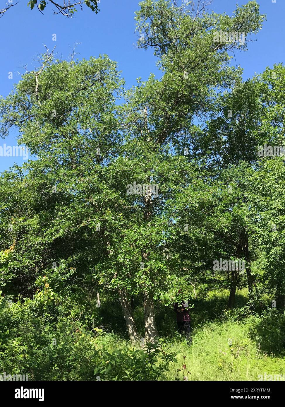 bastard oak (Quercus sinuata) Plantae Stock Photo - Alamy