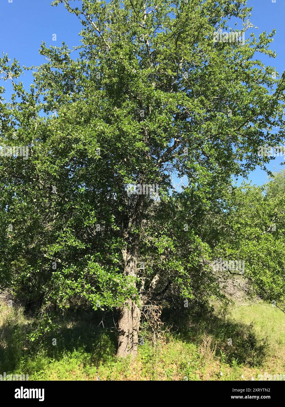 Texas live oak (Quercus fusiformis) Plantae Stock Photo - Alamy