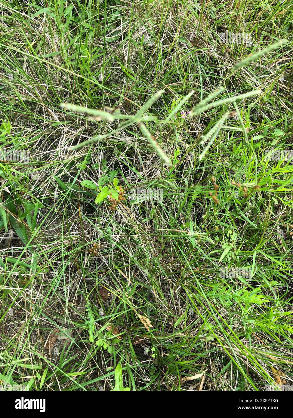 Brownseed Paspalum (Paspalum plicatulum) Plantae Stock Photo - Alamy