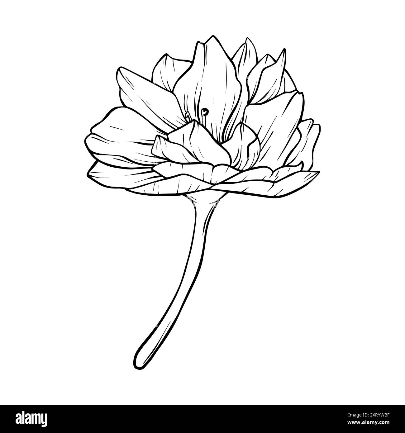 Sakura Flower Vector illustration. Hand Drawn black line Flower Buds ...