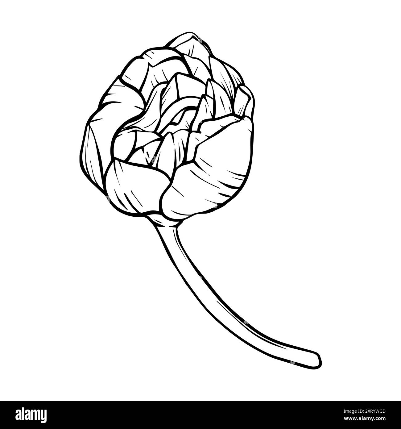 Hand drawn Sakura bud in doodle style painted by black inks. Vector ...
