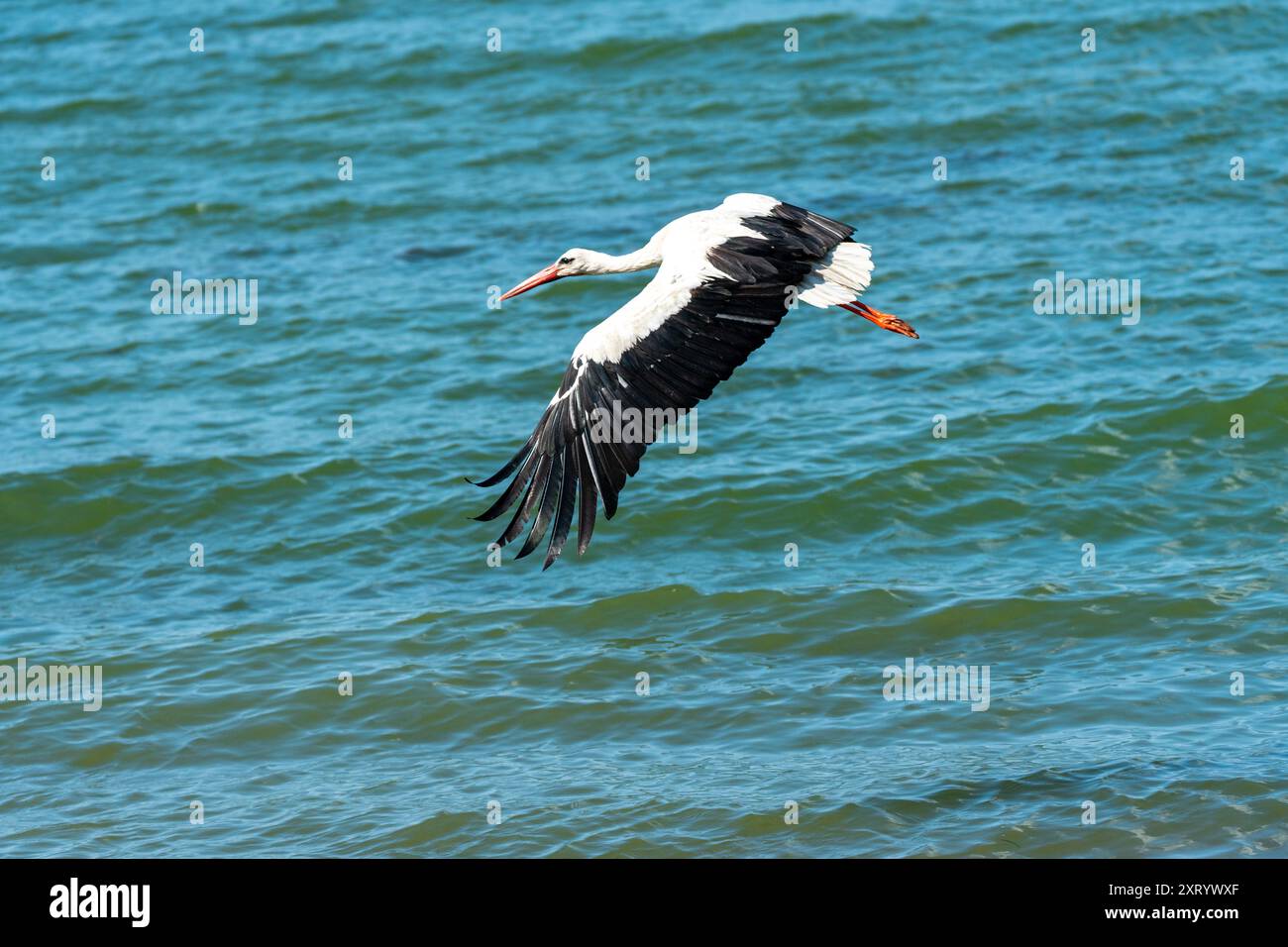 White Stork in Flight: A Summer Journey Over the Lake, Symbol of ...