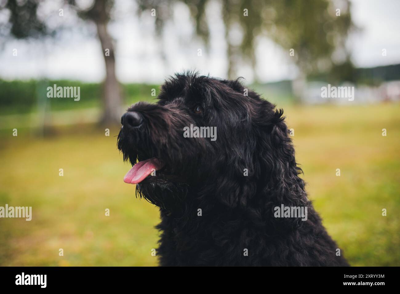 Cao de Aqua Portugues (Portuguese Water Dog Stock Photo - Alamy