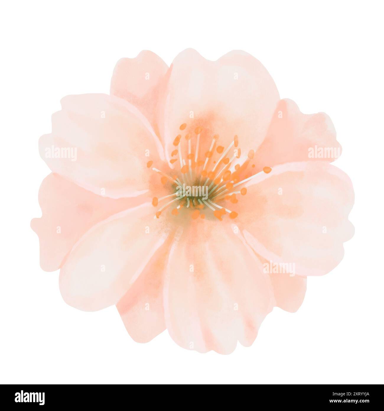 Peach flower close up. Watercolor hand painted botanical illustration ...