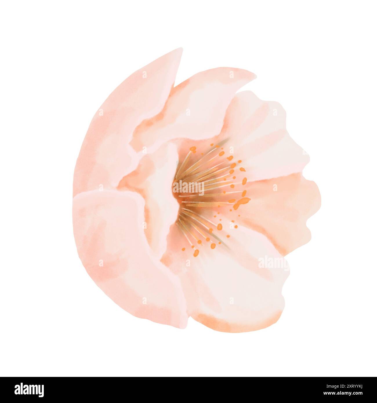 Peach flower side view. Watercolor illustration isolated on a white ...