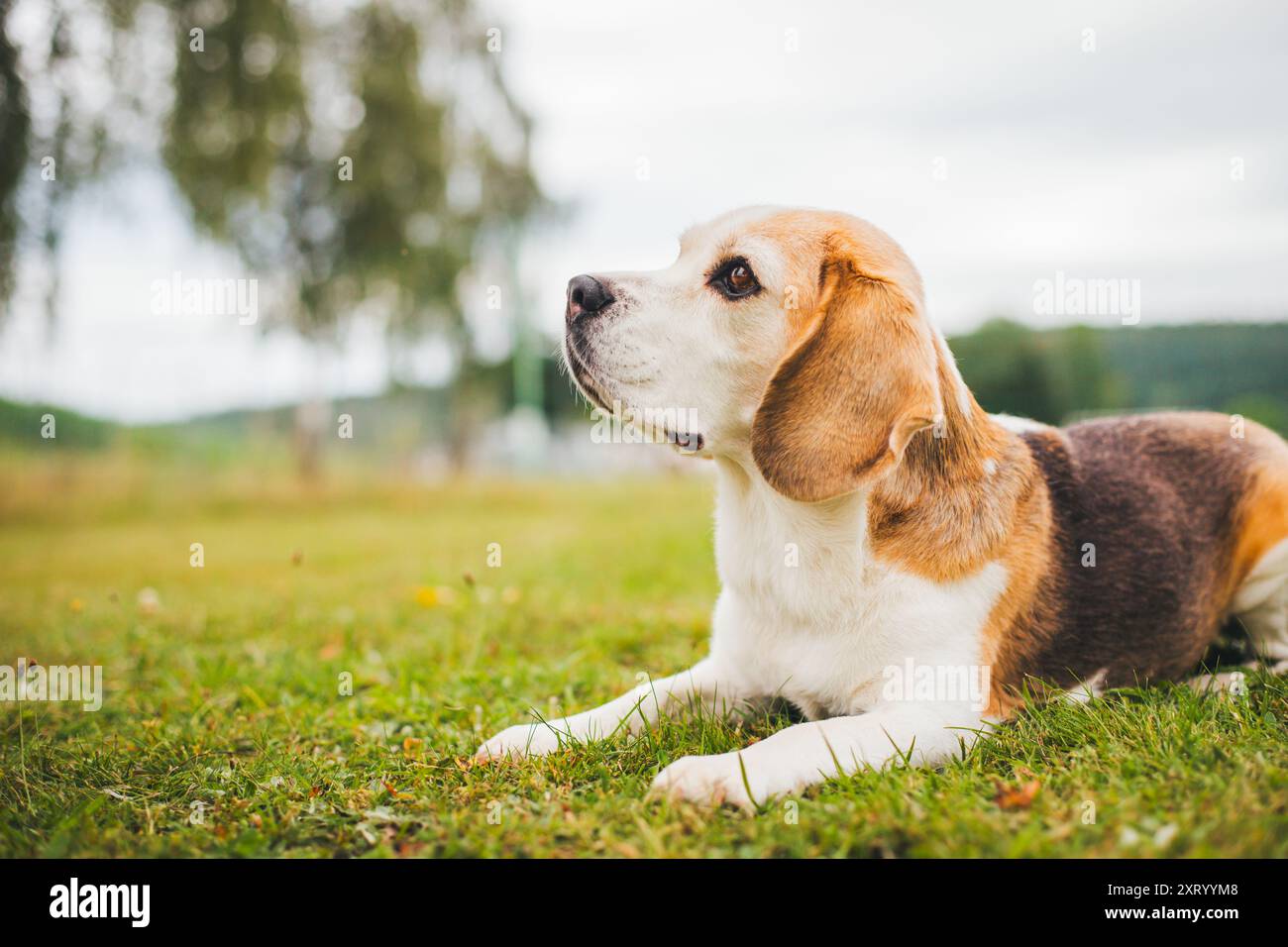 Hunting with beagle hi-res stock photography and images - Alamy