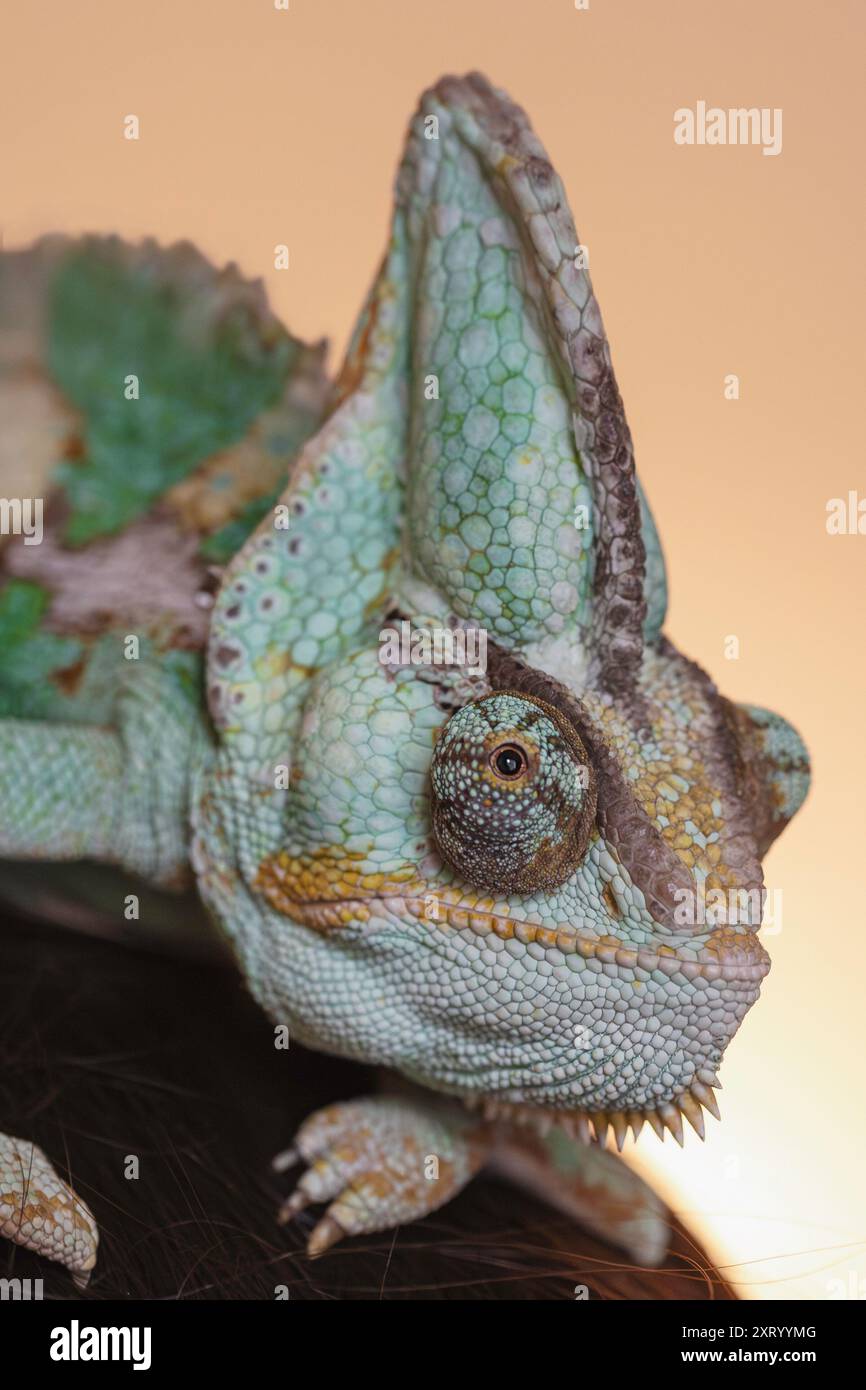 Pet veiled chameleon in hi-res stock photography and images - Alamy