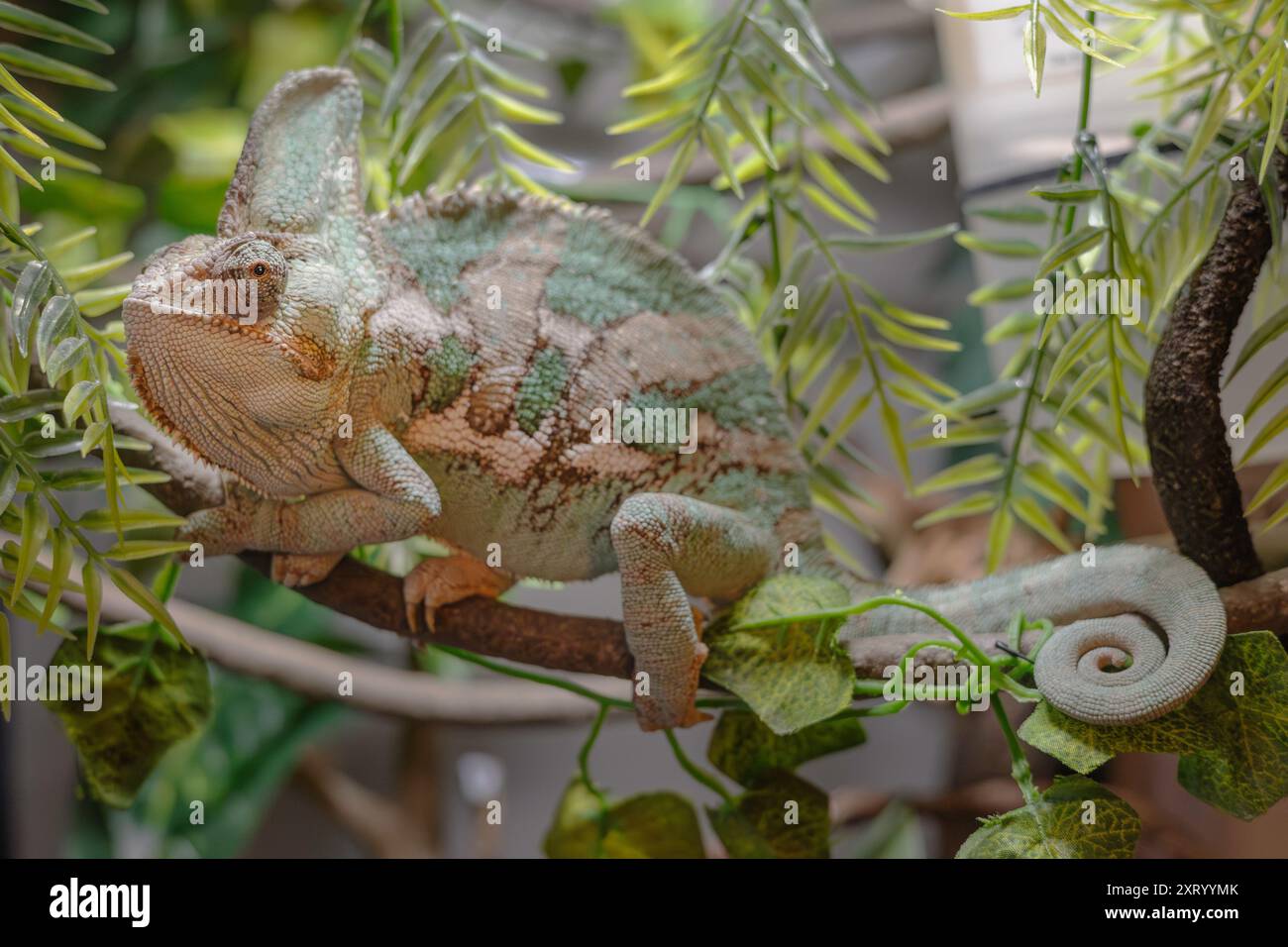 Male Veiled Chameleon Stock Photo - Alamy