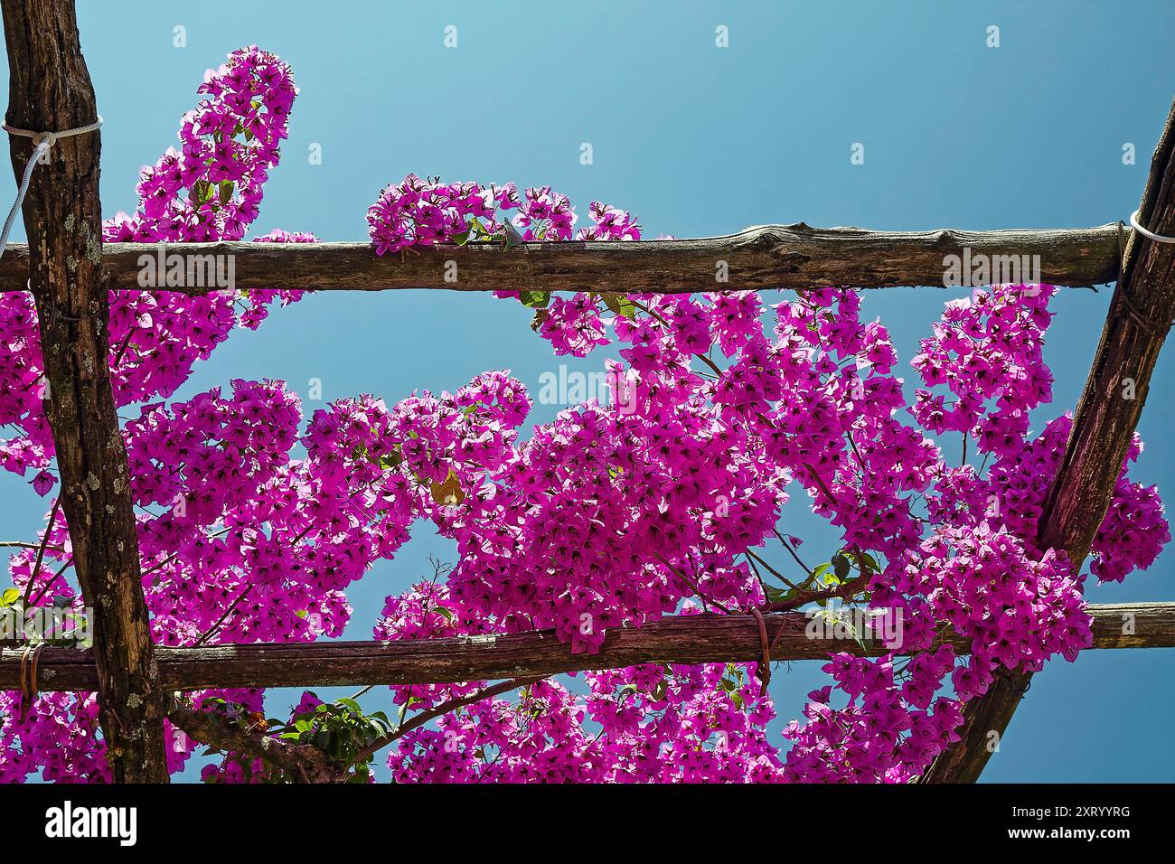 Overhead wood trellis hi-res stock photography and images - Alamy