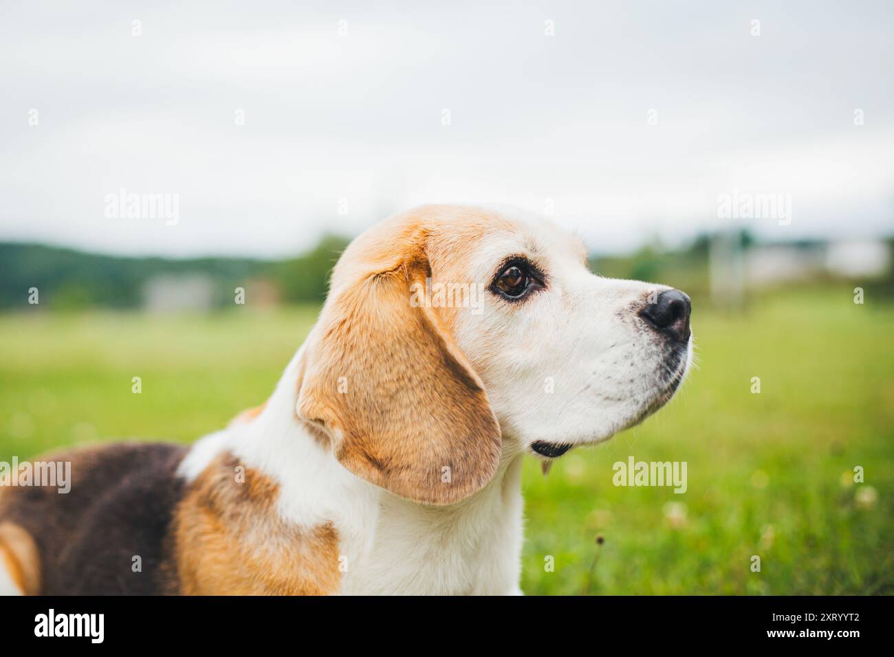 Hunting with beagle hi-res stock photography and images - Alamy
