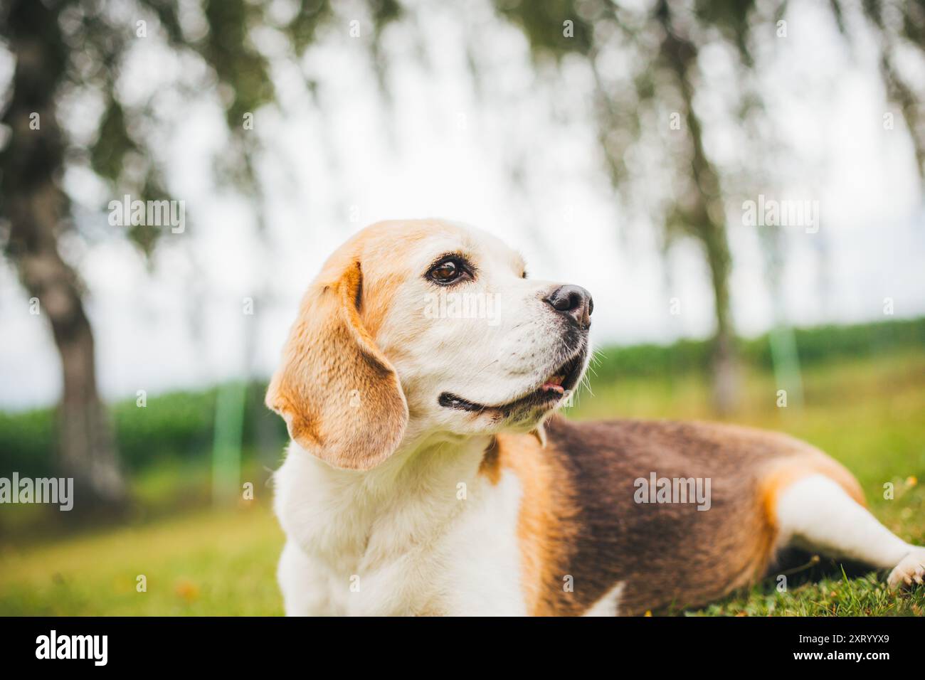 Beagle hunting hi-res stock photography and images - Alamy
