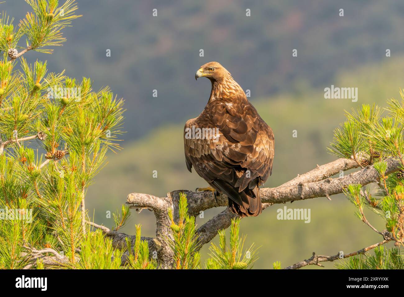 Eagle standing on pine tree hi-res stock photography and images - Alamy
