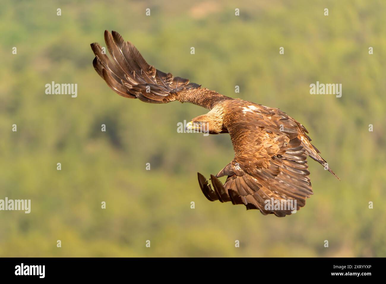 Golden Eagle flying in the Pyrenees - Spain Stock Photo - Alamy