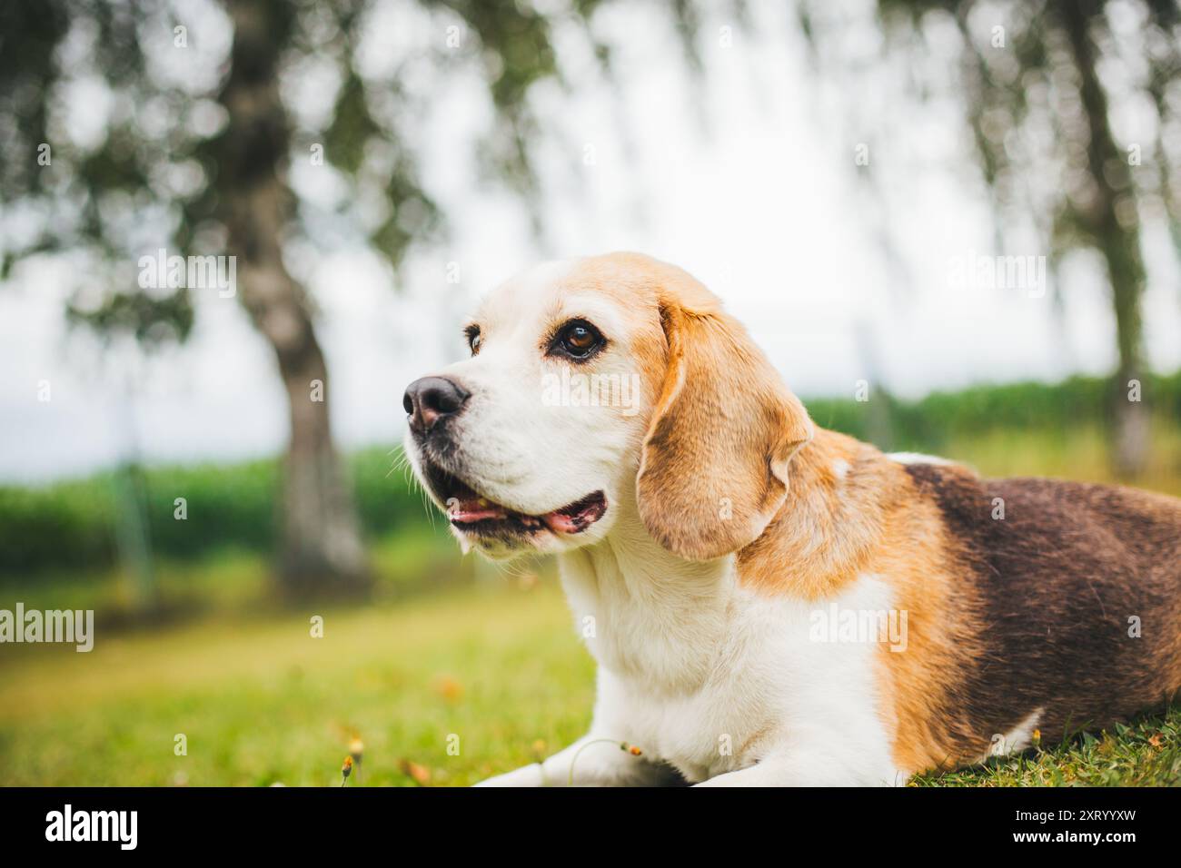 Hunting with beagle hi-res stock photography and images - Alamy