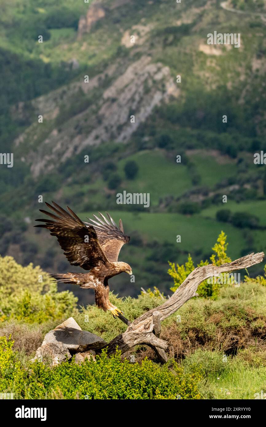 Bird of the pyrenees hi-res stock photography and images - Alamy