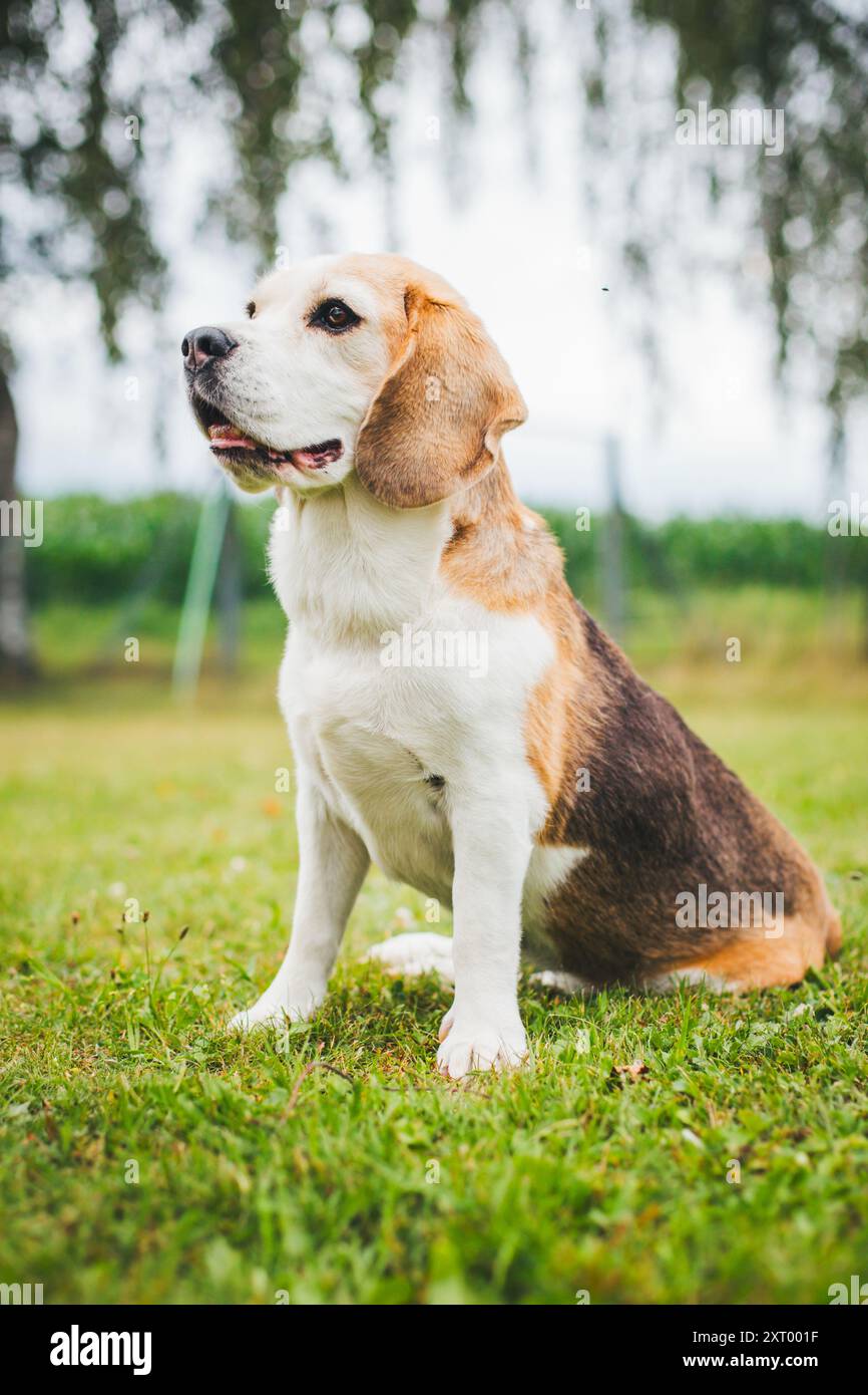 Hunting with beagle hi-res stock photography and images - Alamy