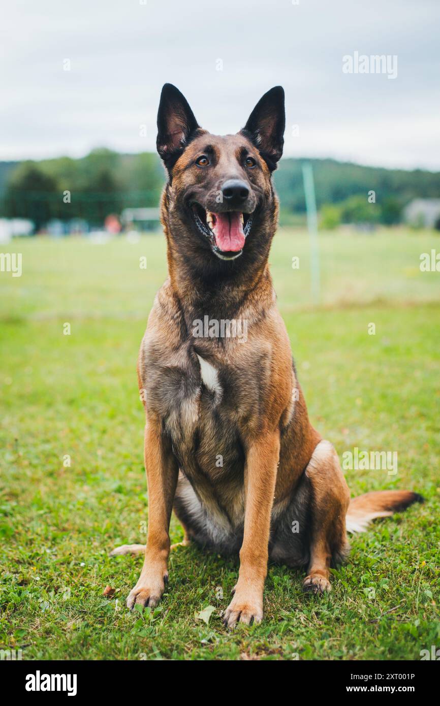 Mali dog hi-res stock photography and images - Alamy