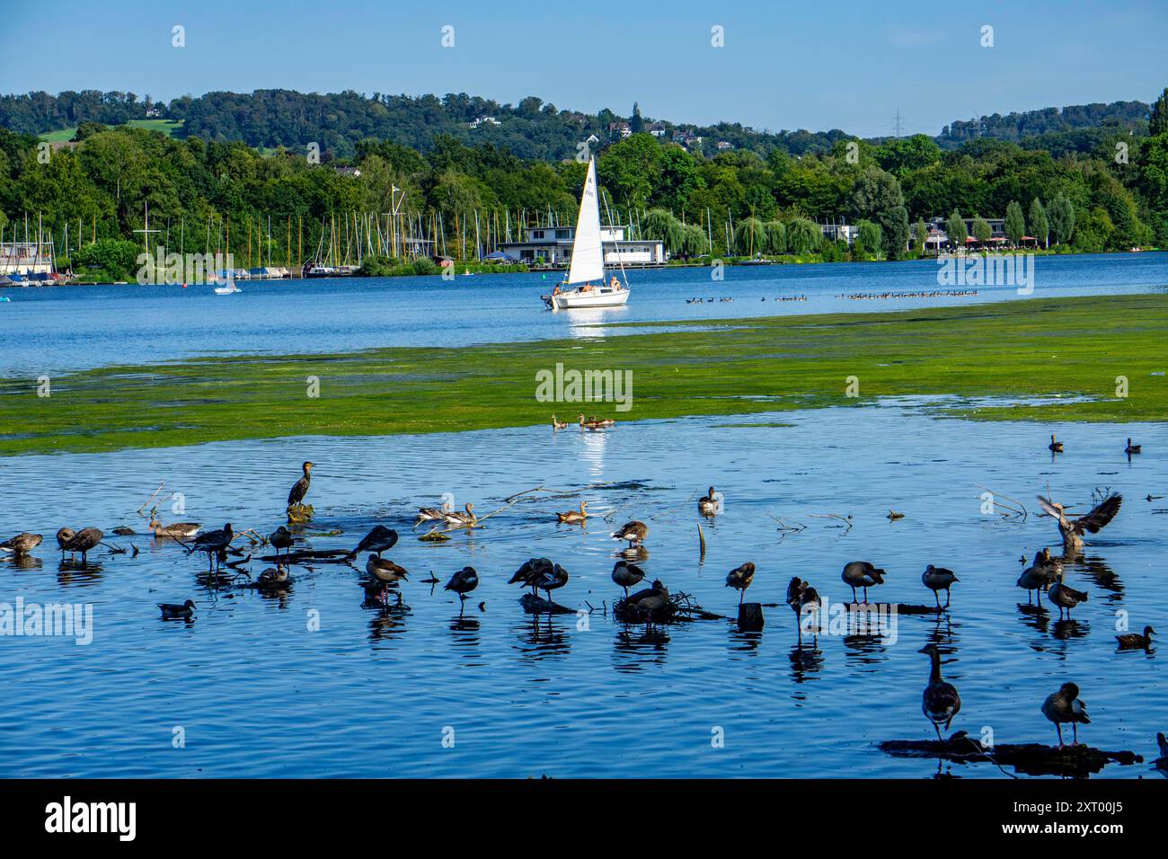 Waterweed, Elodea, an invasive species, green carpet of plants on Lake ...