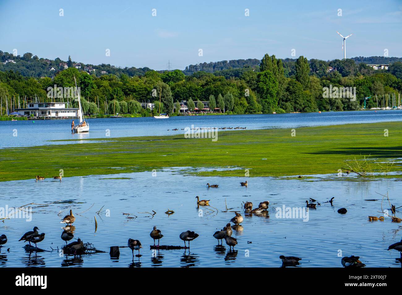 Waterweed, Elodea, an invasive species, green carpet of plants on Lake ...
