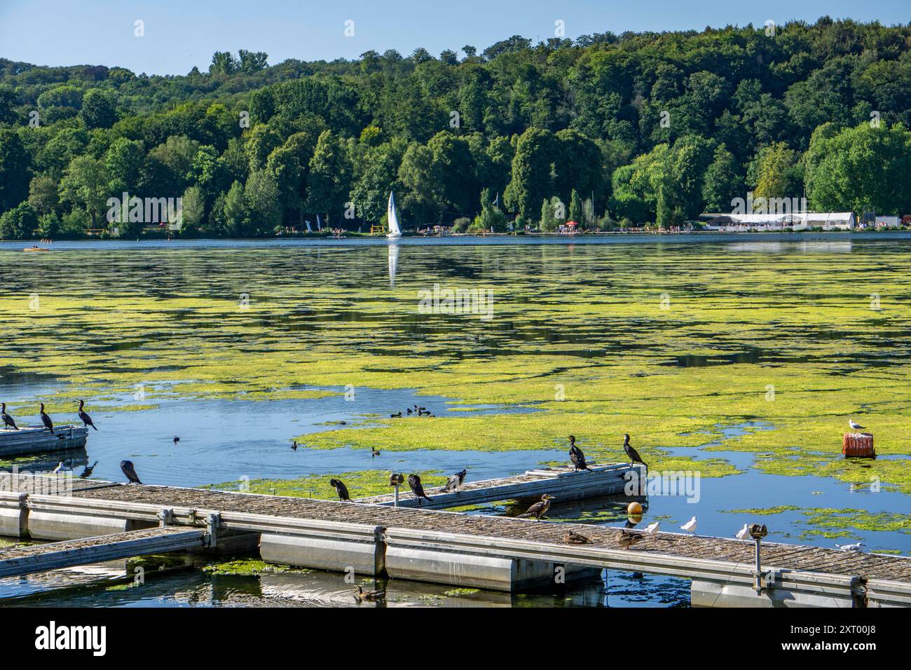 Waterweed, Elodea, an invasive species, green carpet of plants on Lake ...