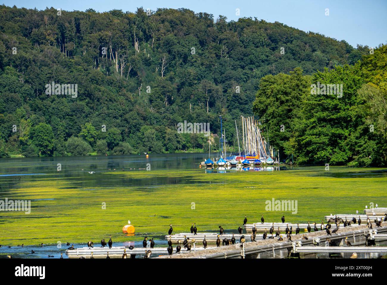 Waterweed, Elodea, an invasive species, green carpet of plants on Lake ...
