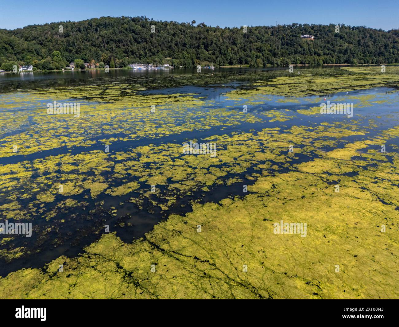 Waterweed elodea hi-res stock photography and images - Alamy