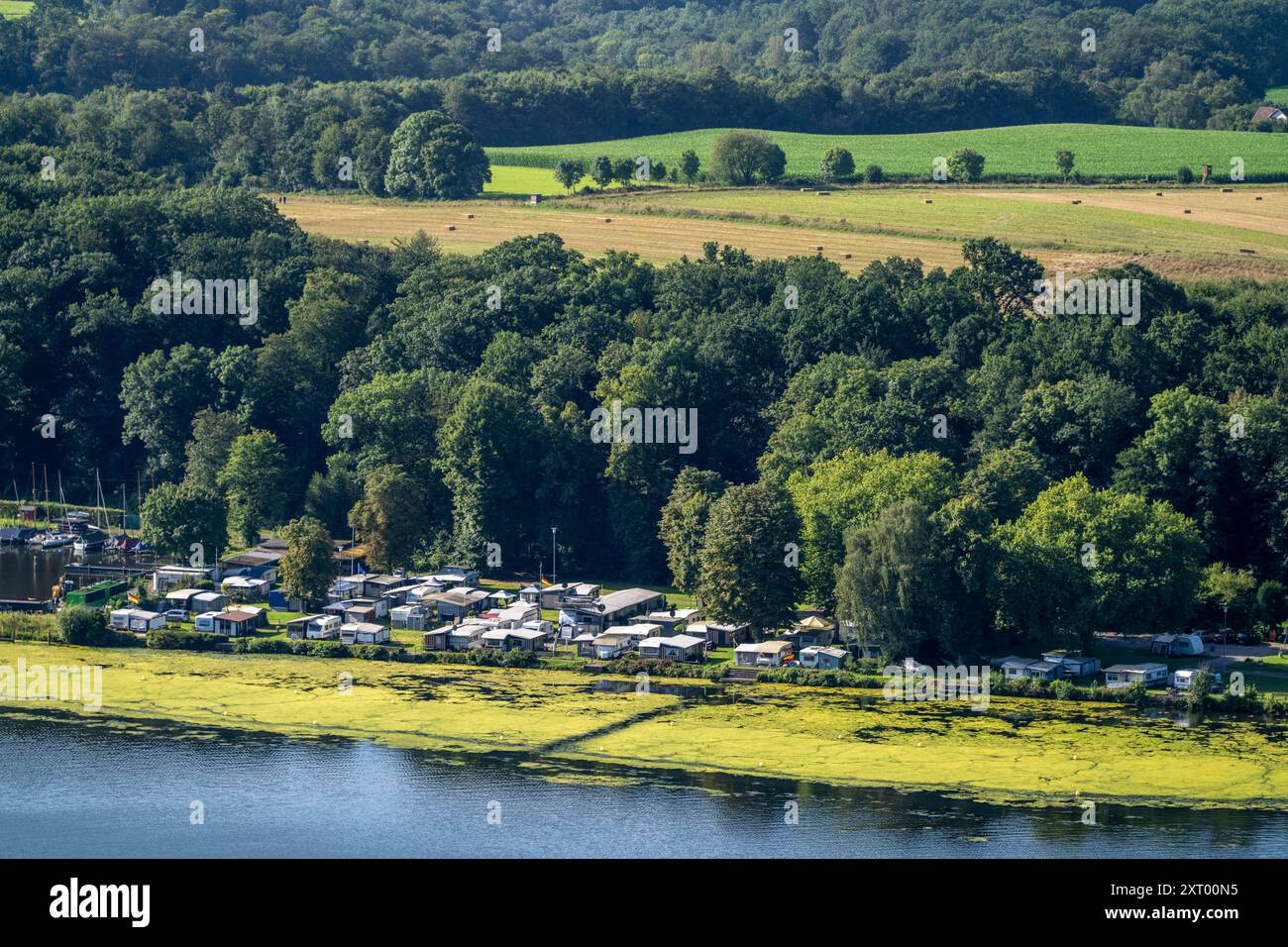 Campingpark Baldeneysee, Elodea, an invasive species, green plant ...