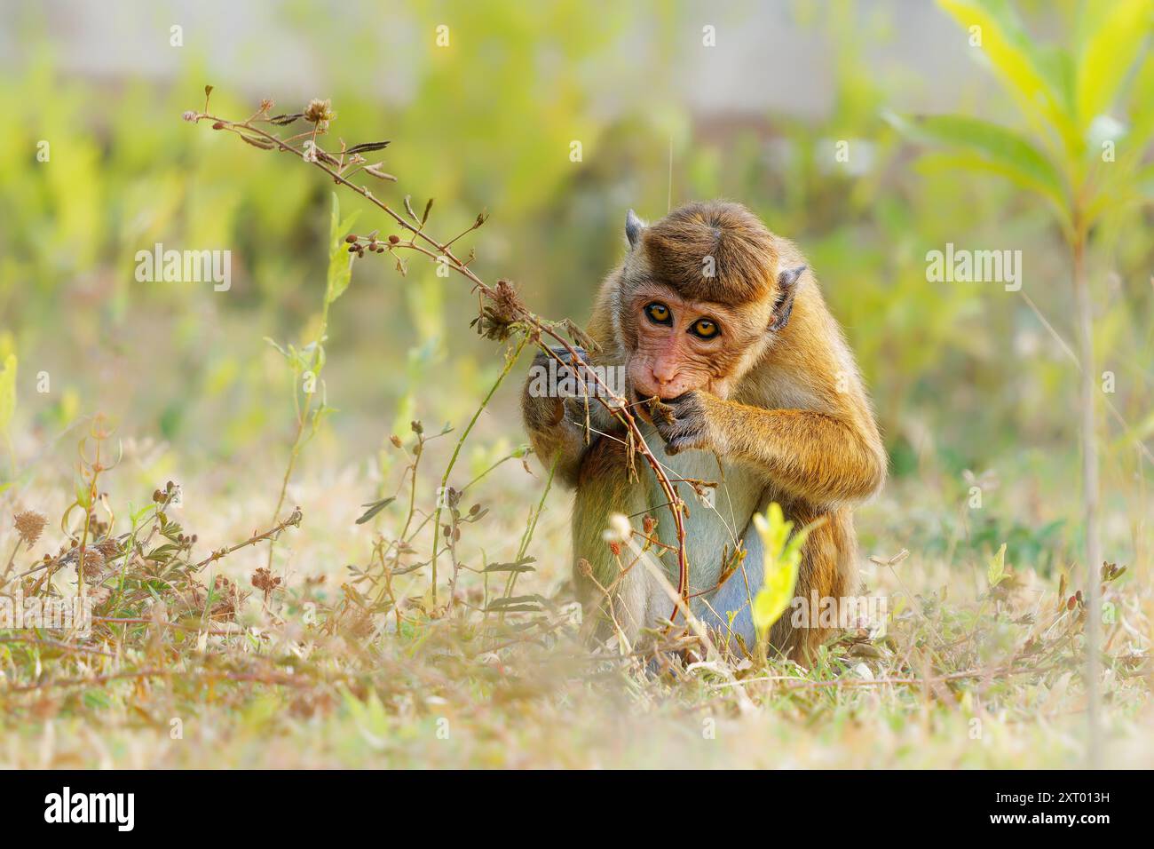 Toque Macaque Macaca sinica reddish-brown Old World monkey endemic to ...
