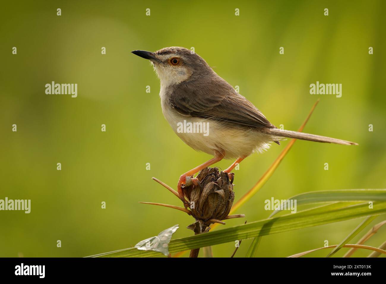 Jungle prinia Prinia sylvatica small passerine bird warbler in Cisticolidae, resident breeder in ...