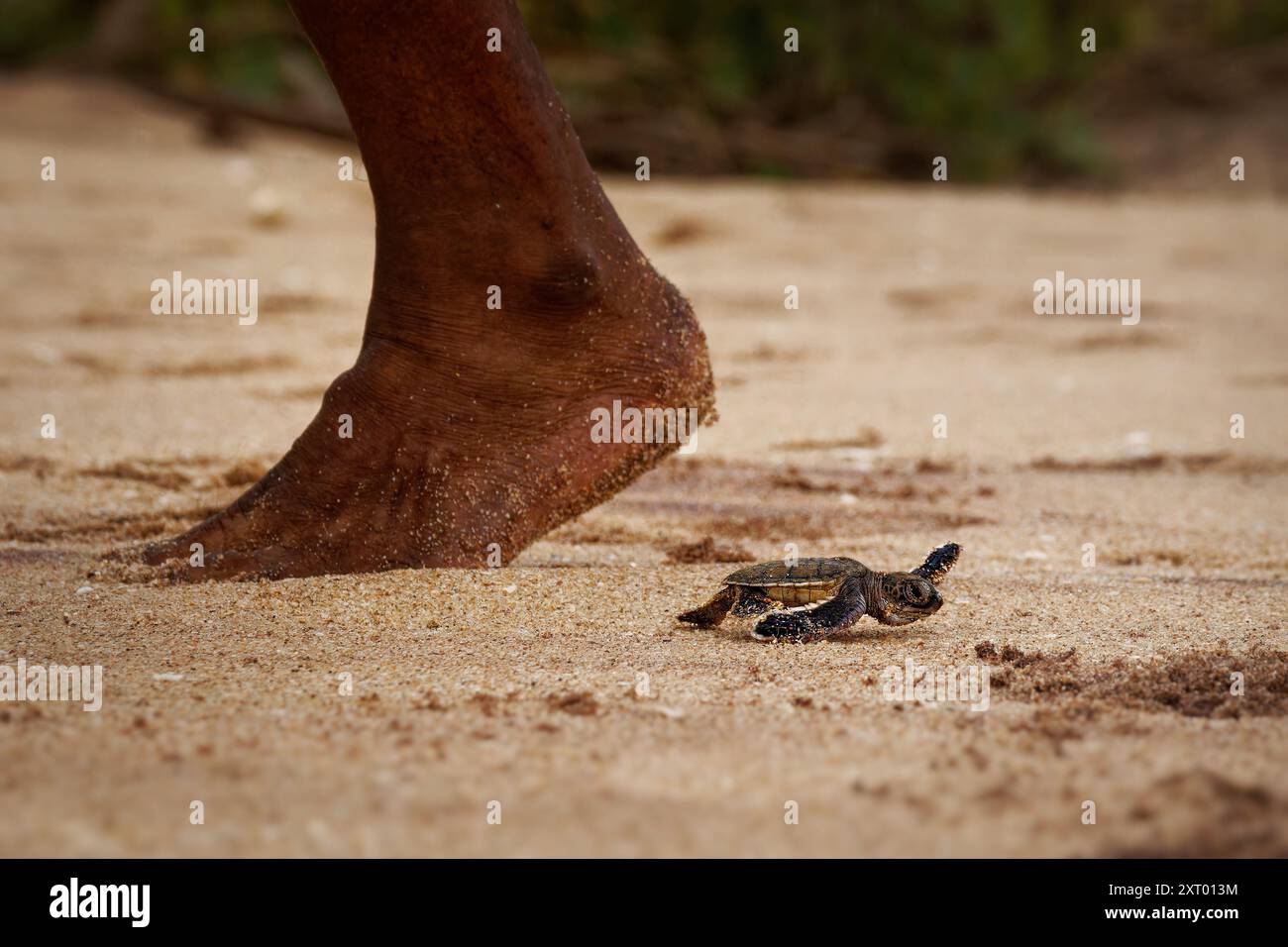 Green sea turtle Chelonia mydas also black (sea) turtle or Pacific ...