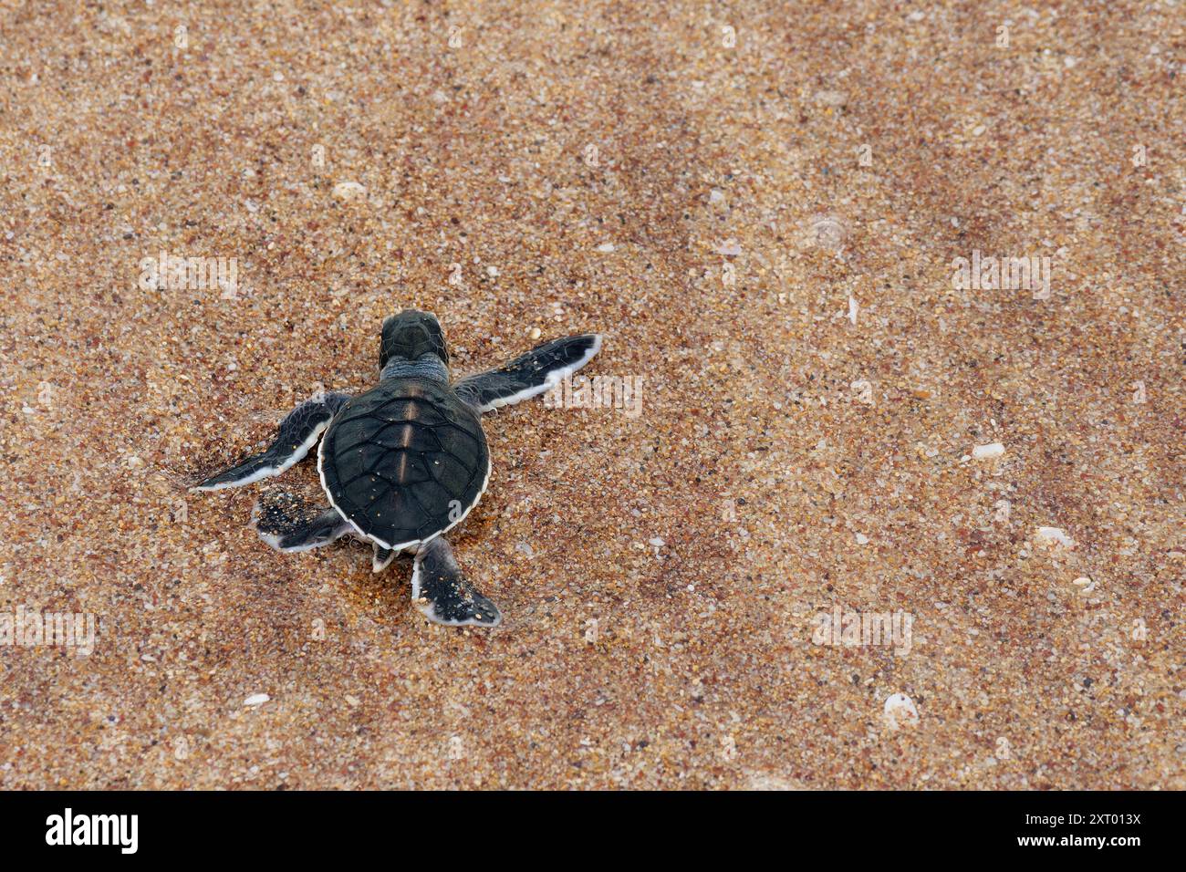 Green sea turtle hatchlings hi-res stock photography and images - Alamy