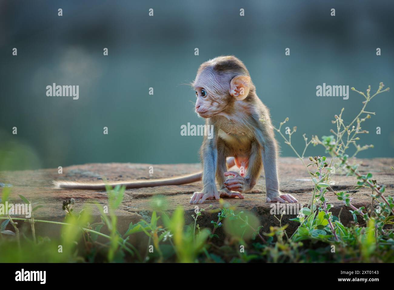 Toque Macaque Macaca sinica reddish-brown Old World monkey endemic to ...