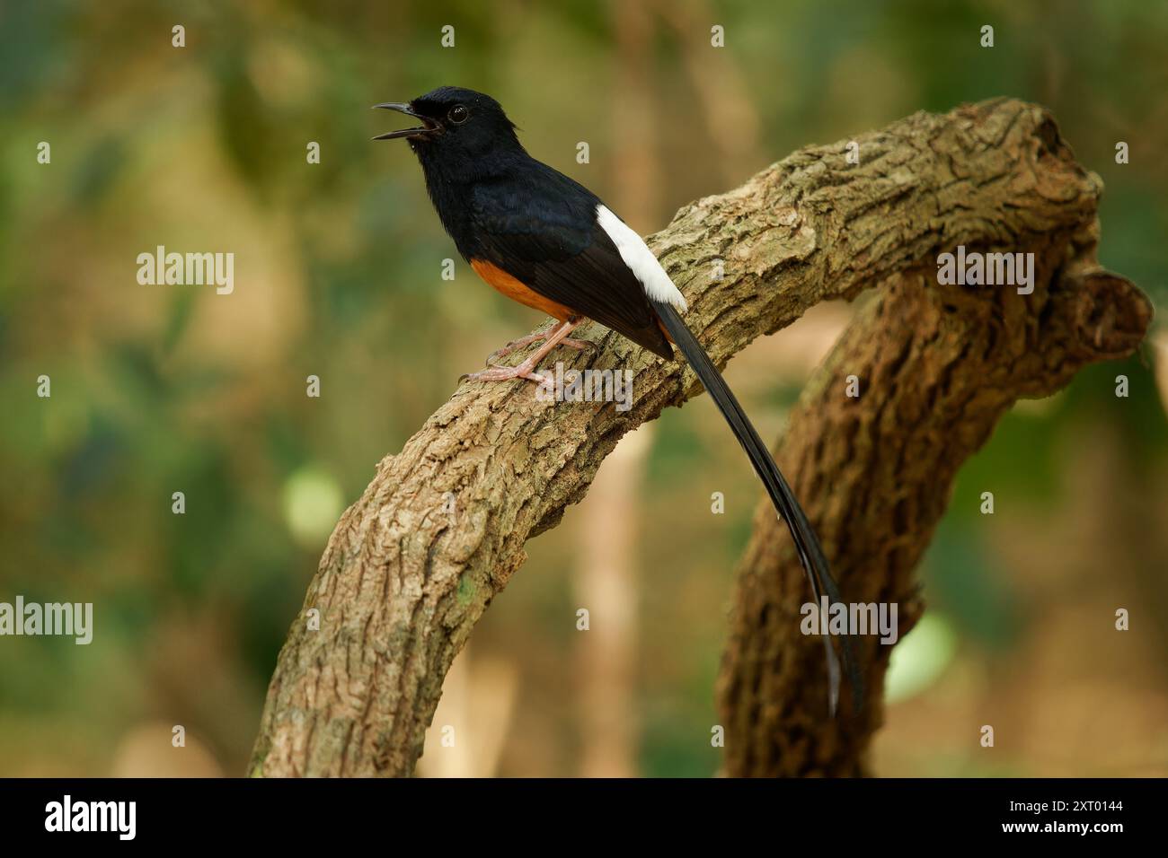 Shama bird hi-res stock photography and images - Alamy