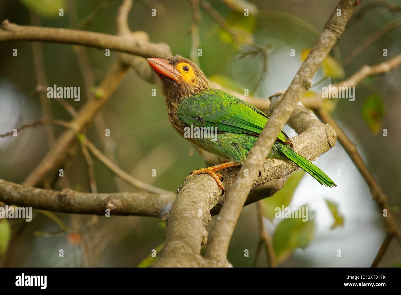 Brown-headed barbet - Psilopogon zeylanicus Asian barbet bird species ...