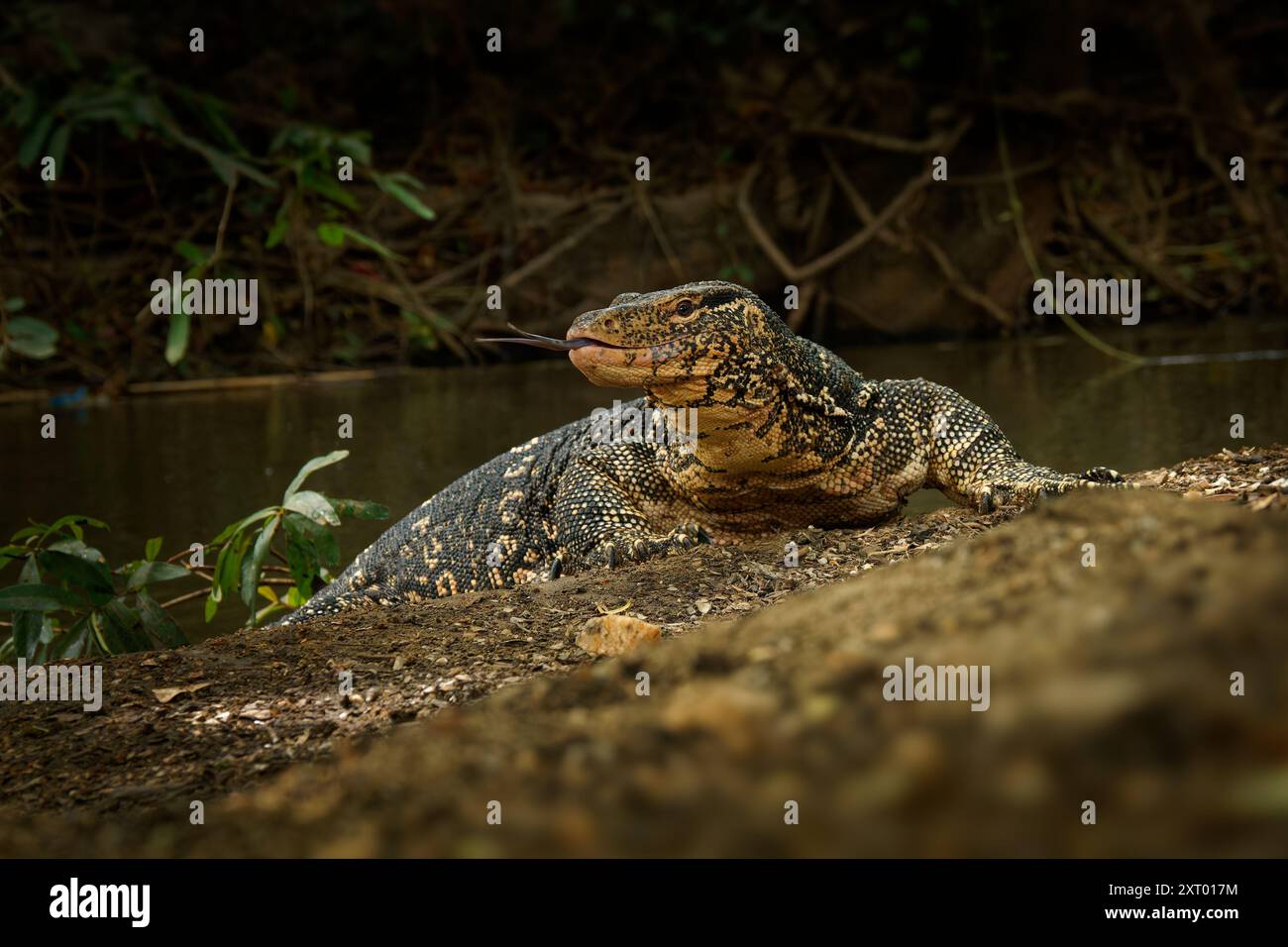 Asian water monitor - Varanus salvator also common water monitor, large ...