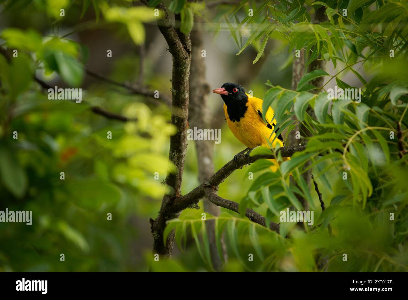 Black-hooded oriole - Oriolus xanthornus yellow and black passerine ...