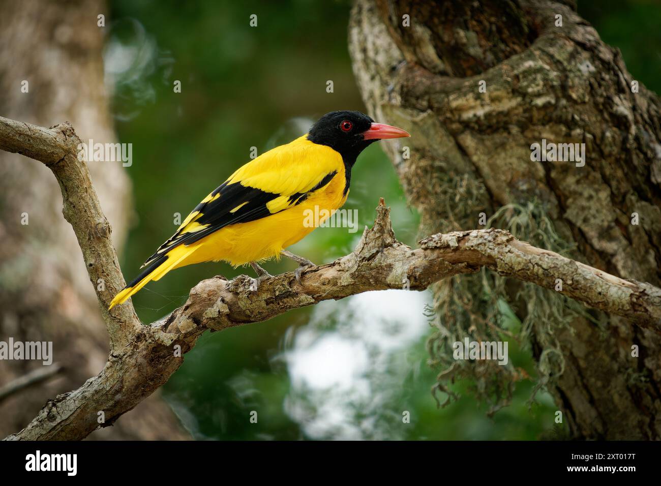 Black-hooded oriole - Oriolus xanthornus yellow and black passerine ...